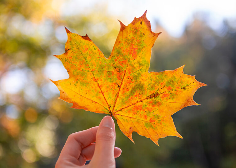 12x Herfst fotografie: ideeën en tips voor herfstfoto’s - Fotografille